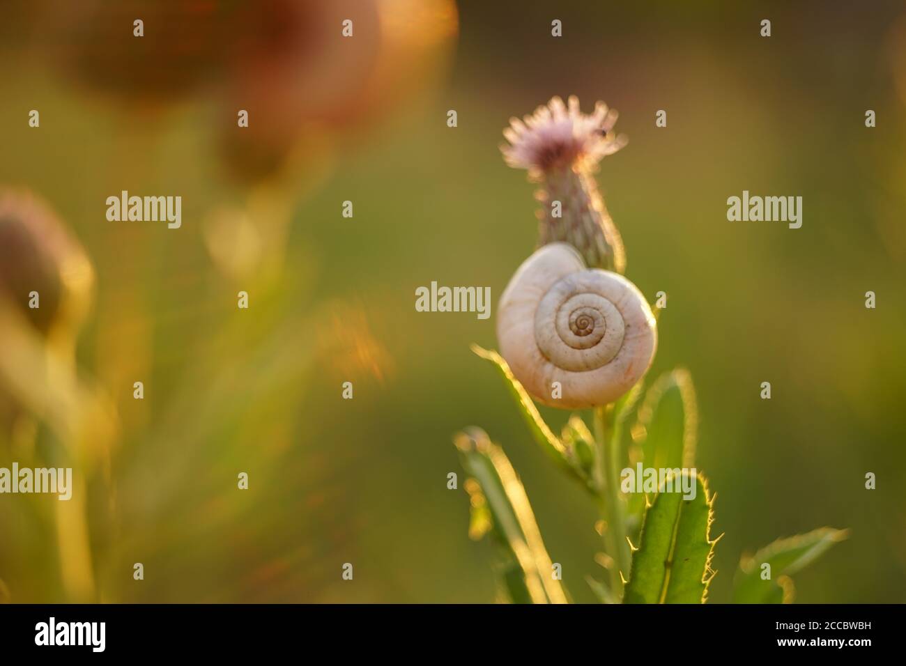 White snail shell on the green leaf in the garden Stock Photo - Alamy