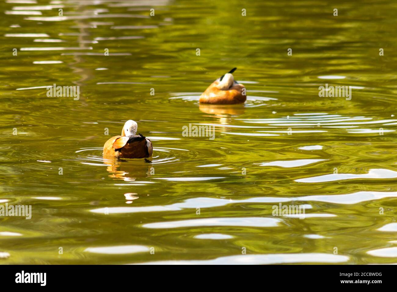 Autumn city river floating ducks hi-res stock photography and images ...