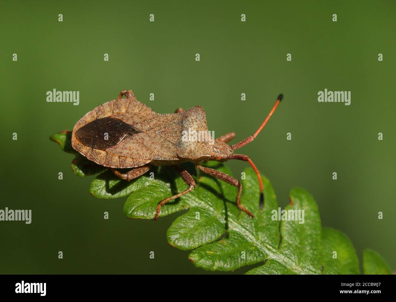 Bracken bug hi-res stock photography and images - Alamy