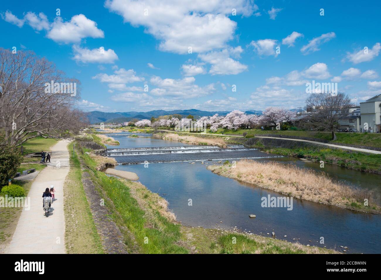 Cherry blossoms along the Kamo River (Kamo-gawa) in Kyoto, Japan. The ...