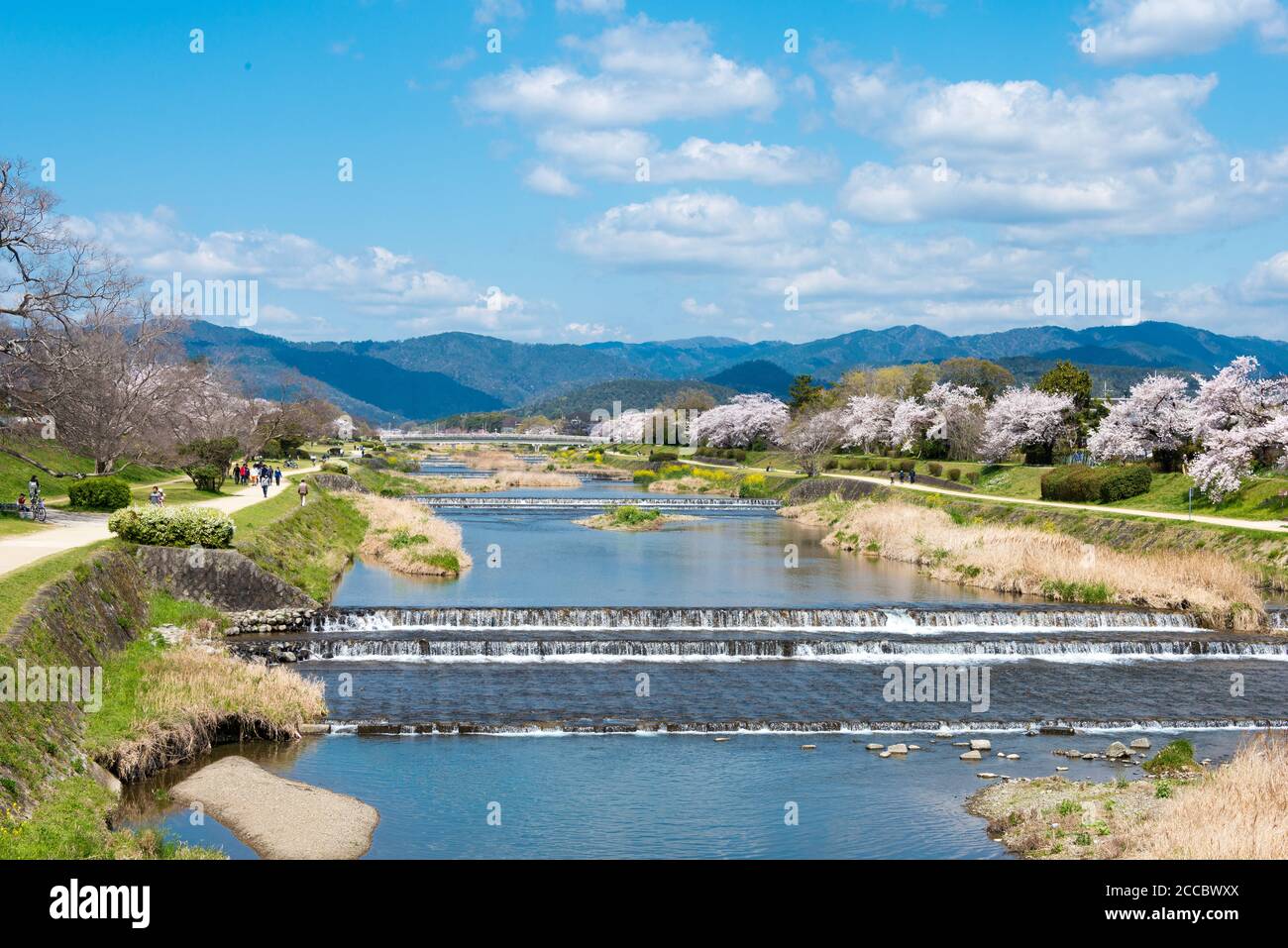 Cherry blossoms along the Kamo River (Kamo-gawa) in Kyoto, Japan. The ...