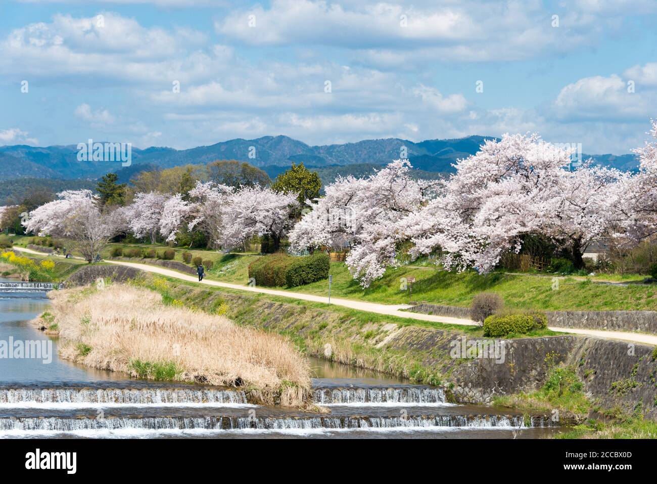 Cherry blossoms along the Kamo River (Kamo-gawa) in Kyoto, Japan. The ...