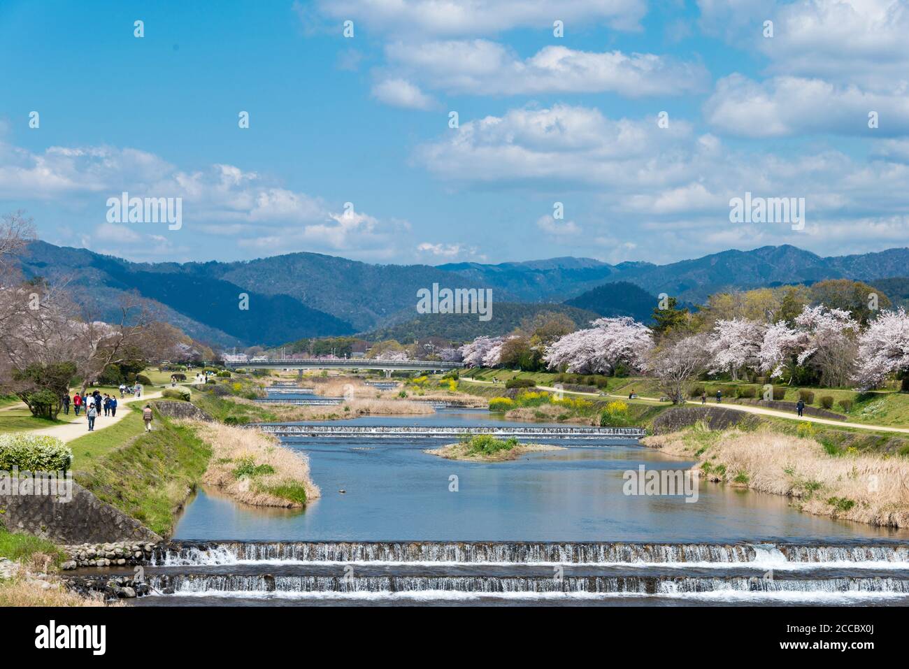 Cherry blossoms along the Kamo River (Kamo-gawa) in Kyoto, Japan. The ...