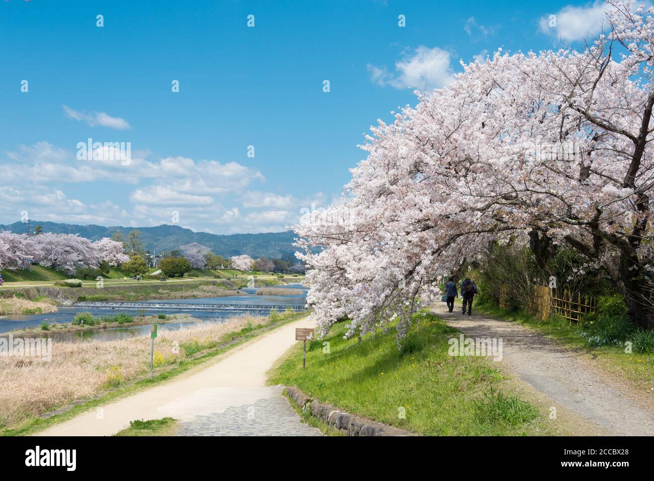 Cherry blossoms on Riverbank of the Kamo River (Kamo-gawa) in Kyoto ...