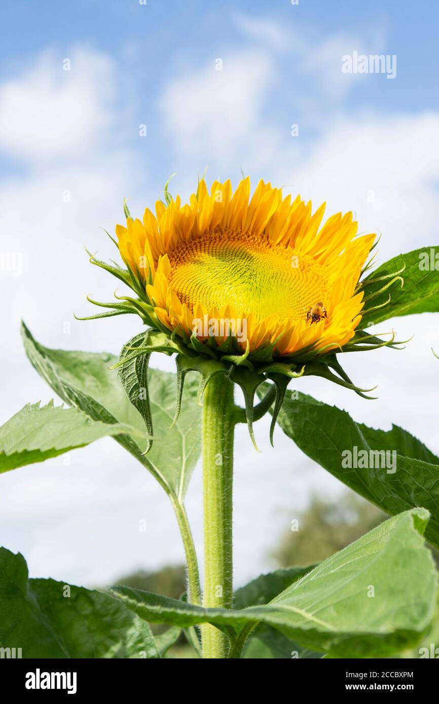 Flower single sky background hi-res stock photography and images - Alamy