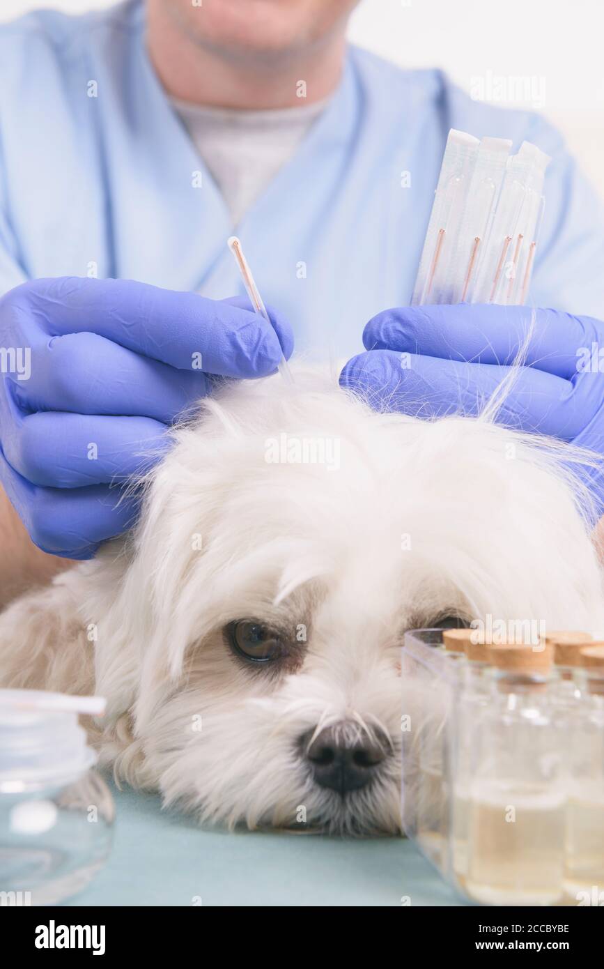 Dog acupuncture hi-res stock photography and images - Alamy
