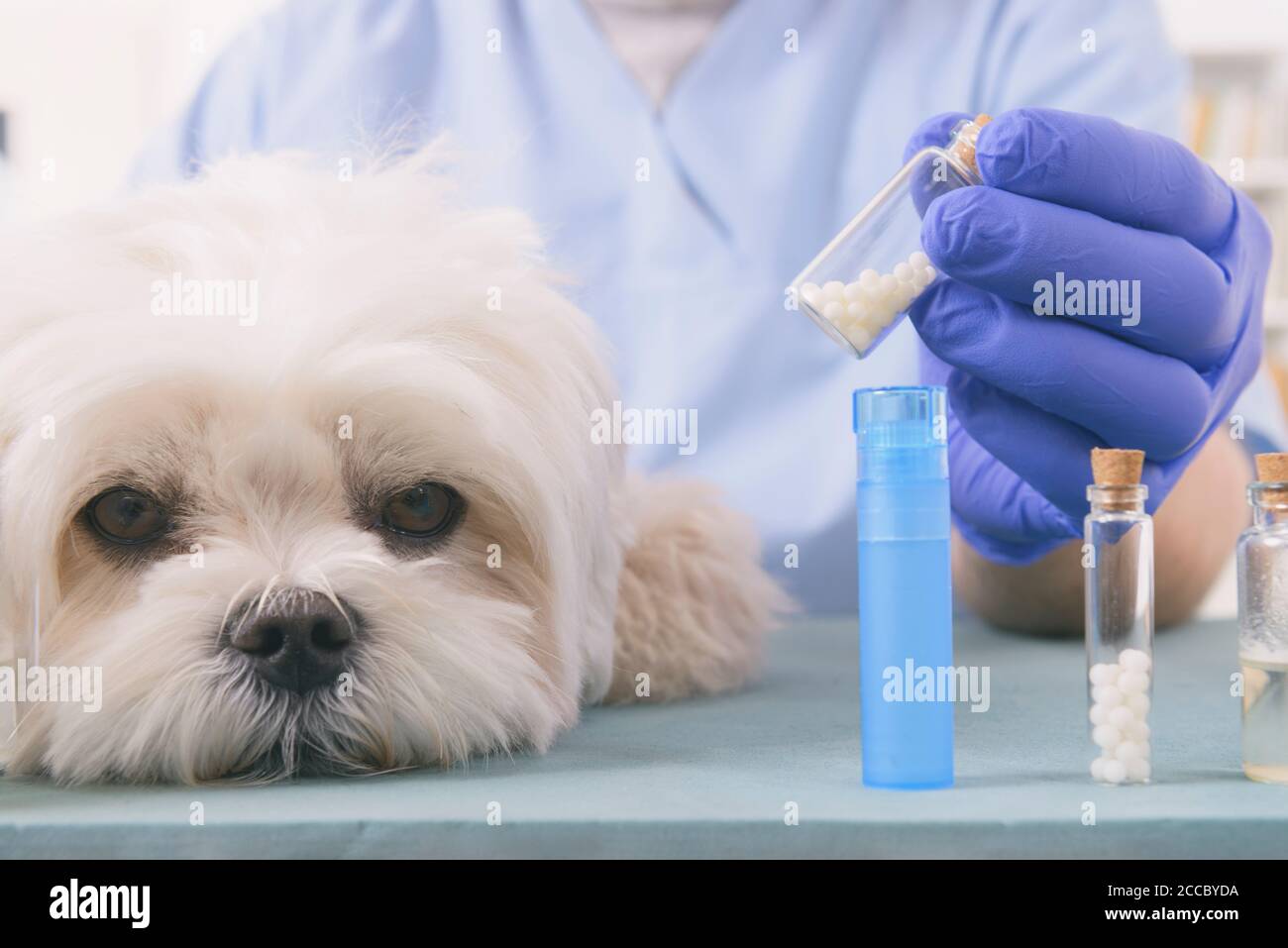 Vet holding homeopathic globules for a little maltese dog Stock Photo ...