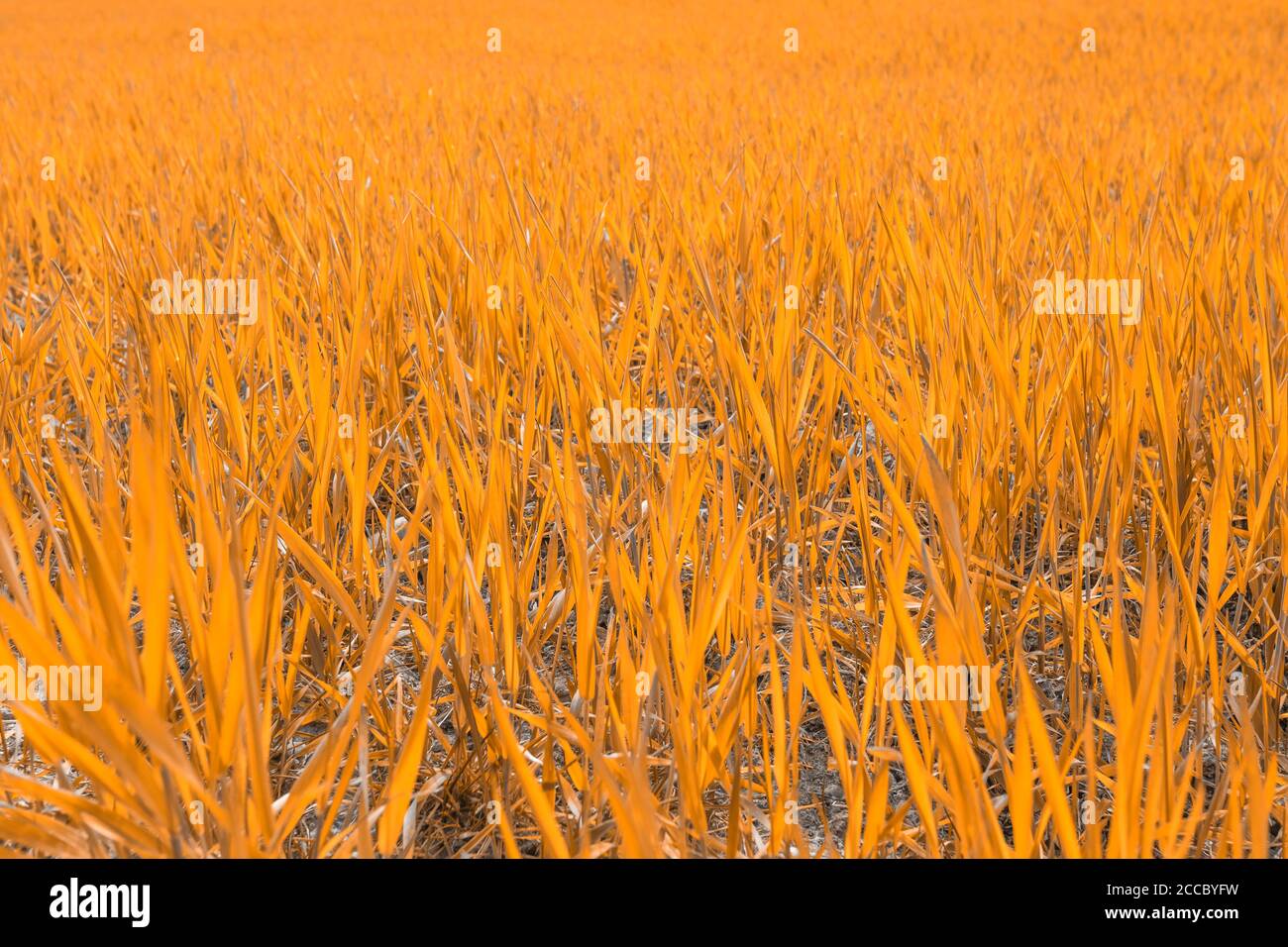Background of dry yellow grass, drought concept Stock Photo - Alamy