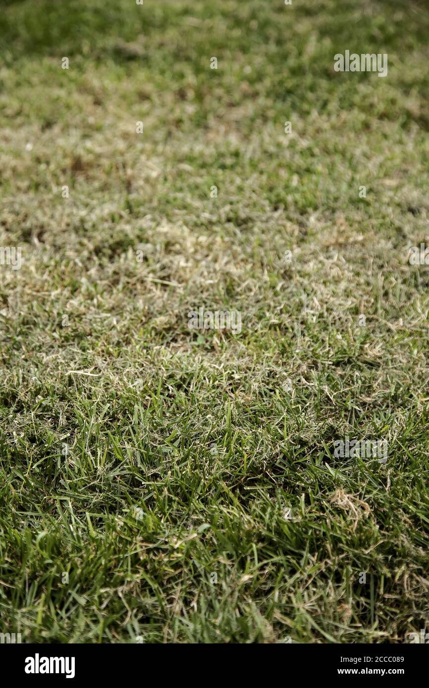 Detail of nature, green plants for decoration and comfort, soccer field ...