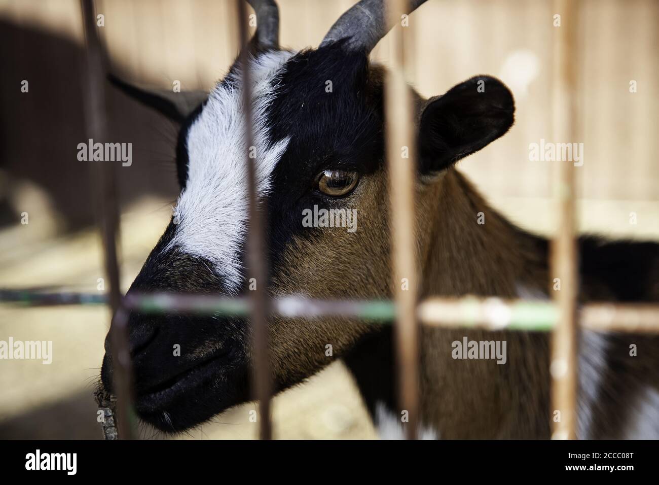 Domestic animal on a farm, animal industry Stock Photo - Alamy