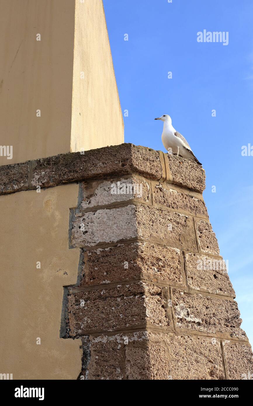 Vertical shot of a white bird on a brick wall Stock Photo - Alamy