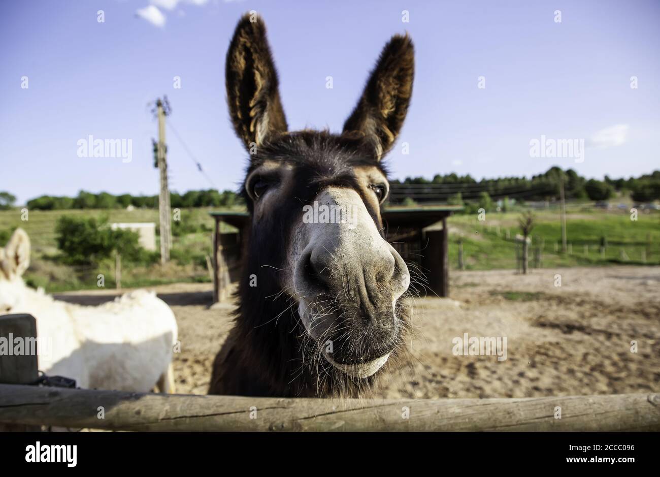 Mammal animal in an ecological animal farm Stock Photo - Alamy