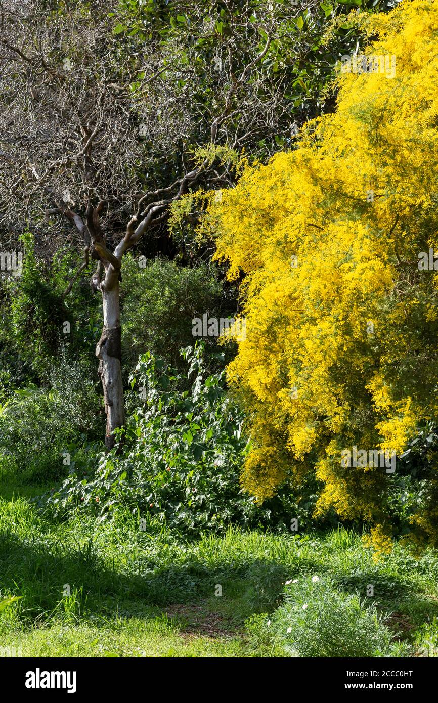 flowering yellow wattle tree in garden Stock Photo - Alamy