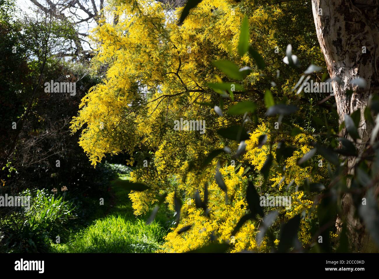 Wattle tree hi-res stock photography and images - Alamy