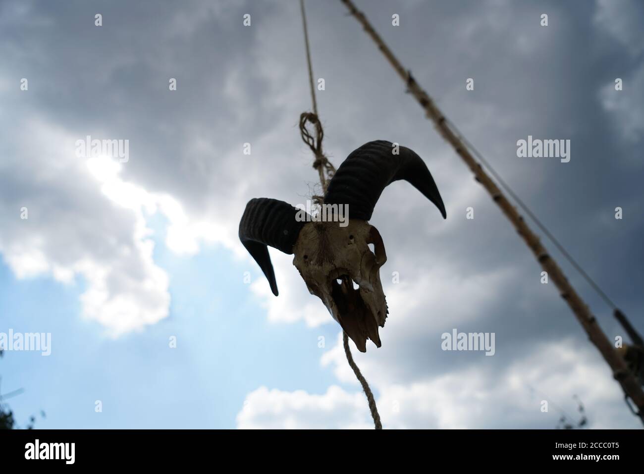Low angle shot of a skull with horns of a bull on a cloudy day ...