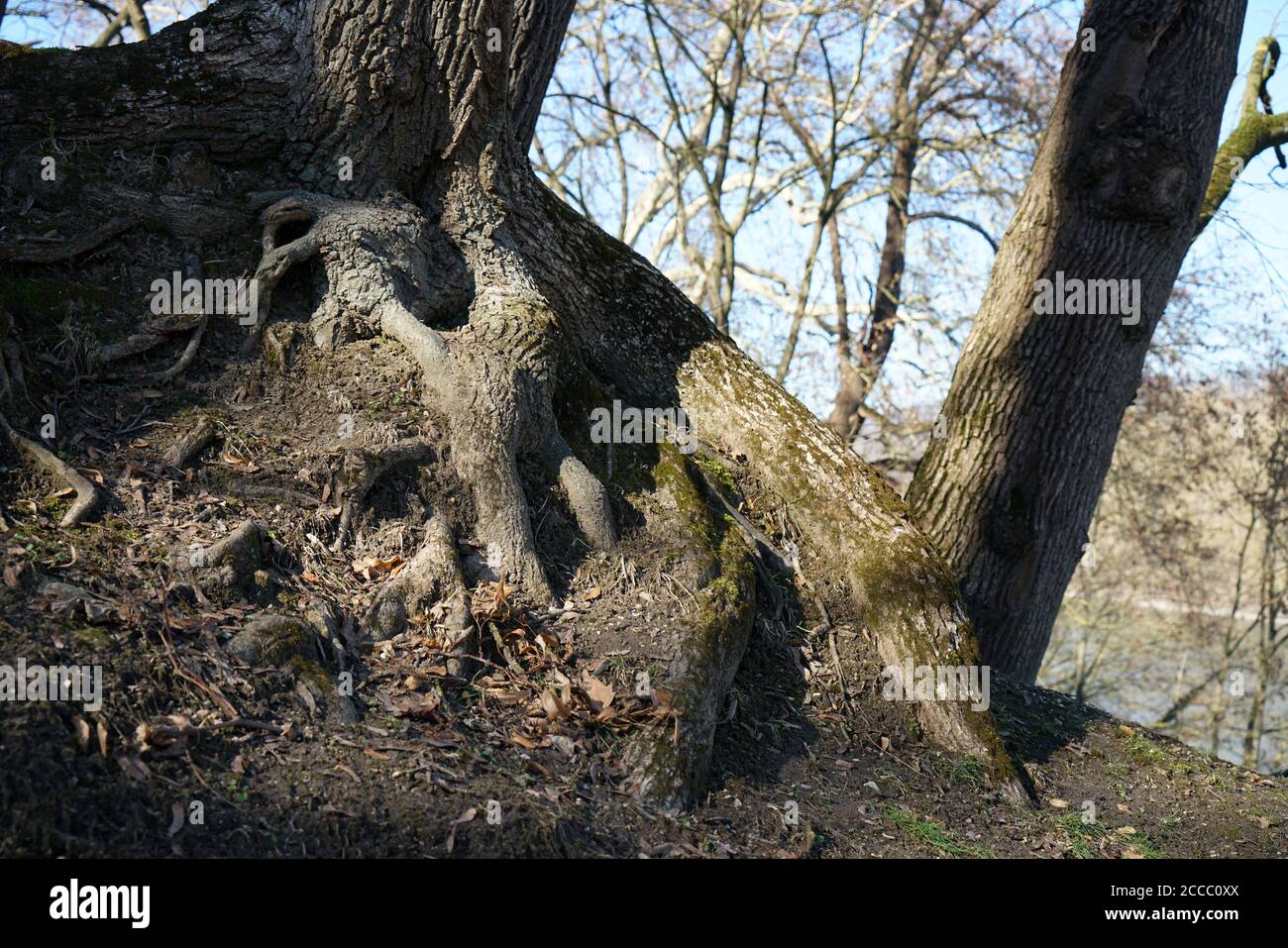 Lower part of the trunk of an old big tree Stock Photo - Alamy