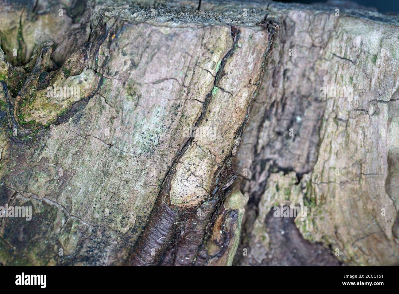 Closeup shot of old cracked tree trunk texture Stock Photo - Alamy