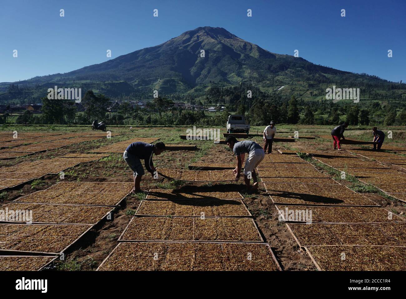 Tobacco plantation in temanggung hi-res stock photography and images ...