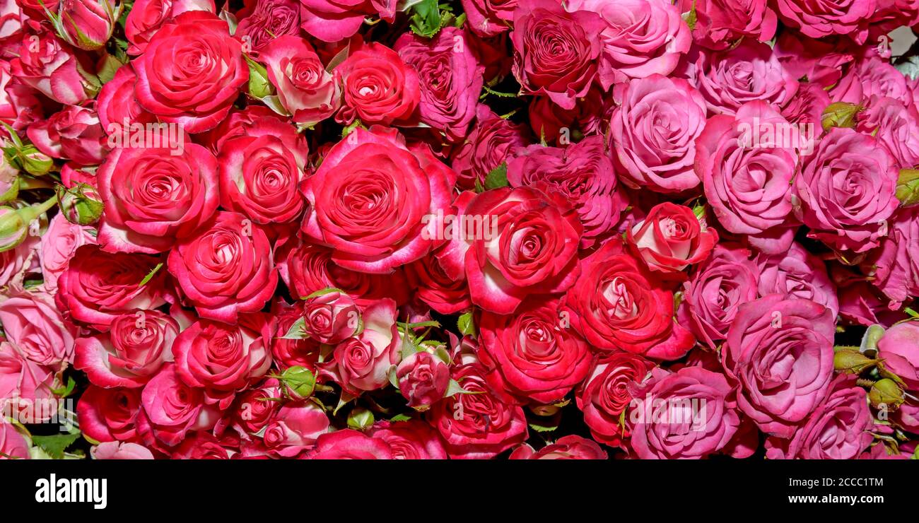 Flowers background. Close up. Panorama Stock Photo - Alamy