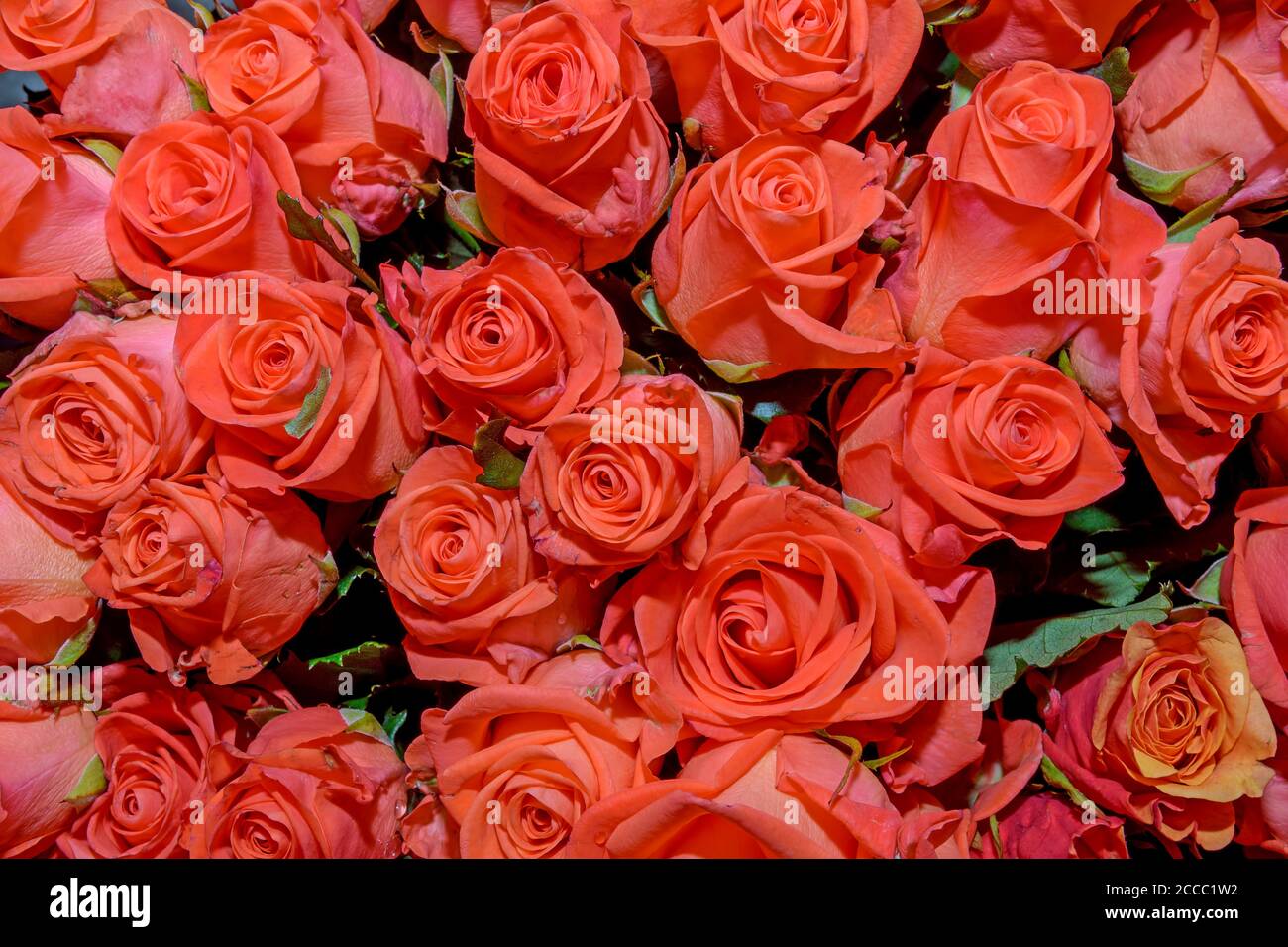 Flowers background. Close up Stock Photo - Alamy