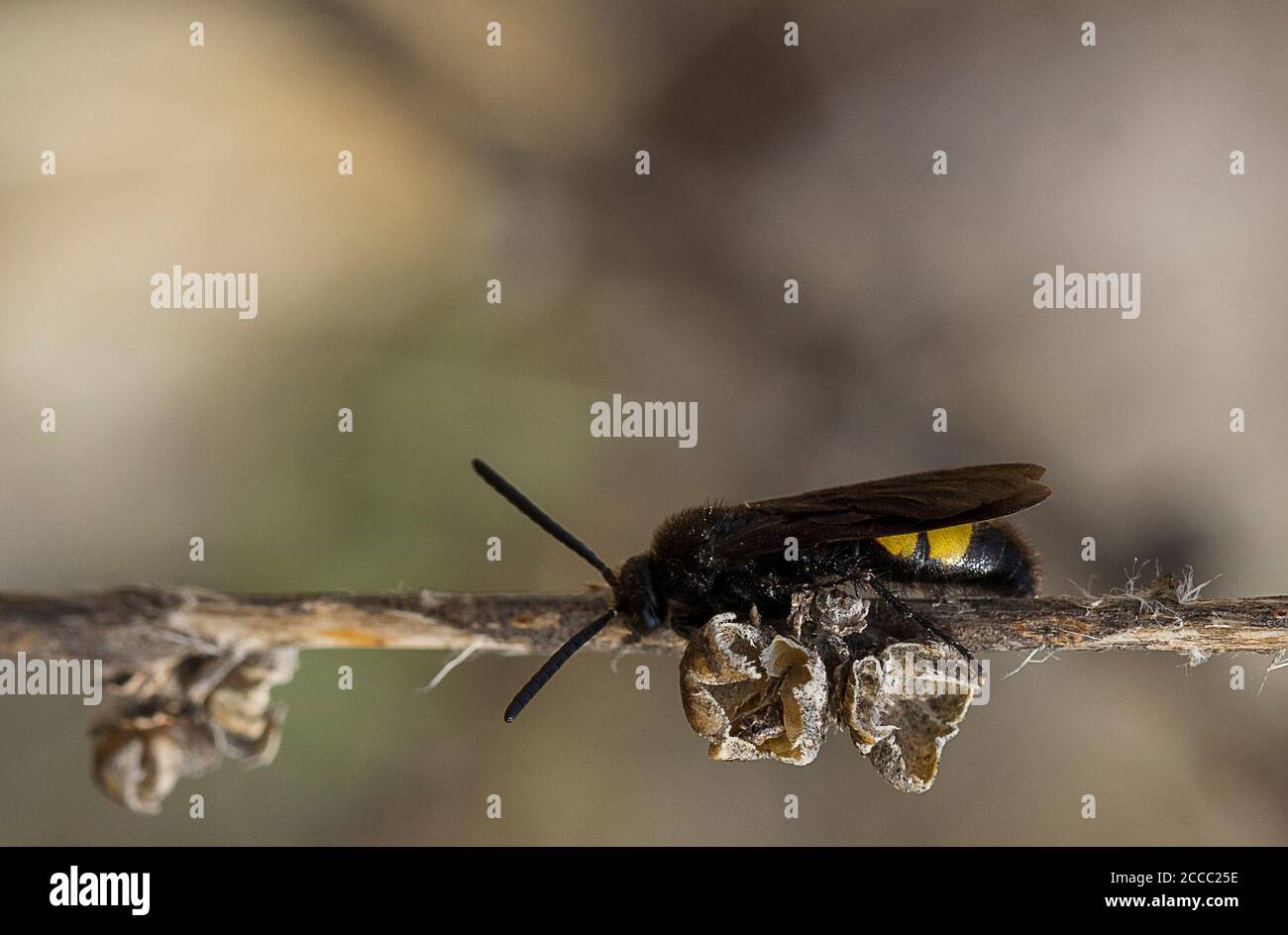 Scolia High Resolution Stock Photography and Images - Alamy