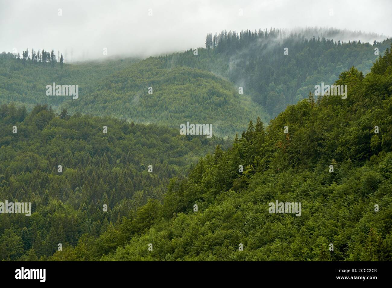 mountain landscape with green forest and rain clouds Stock Photo - Alamy