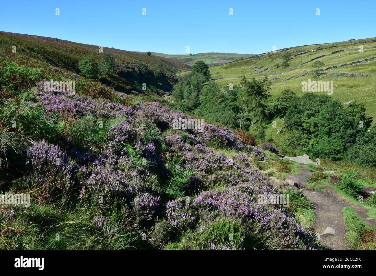 Heather on Haworth Moor, Bronte Country, Haworth Moor, West Yorkshire ...