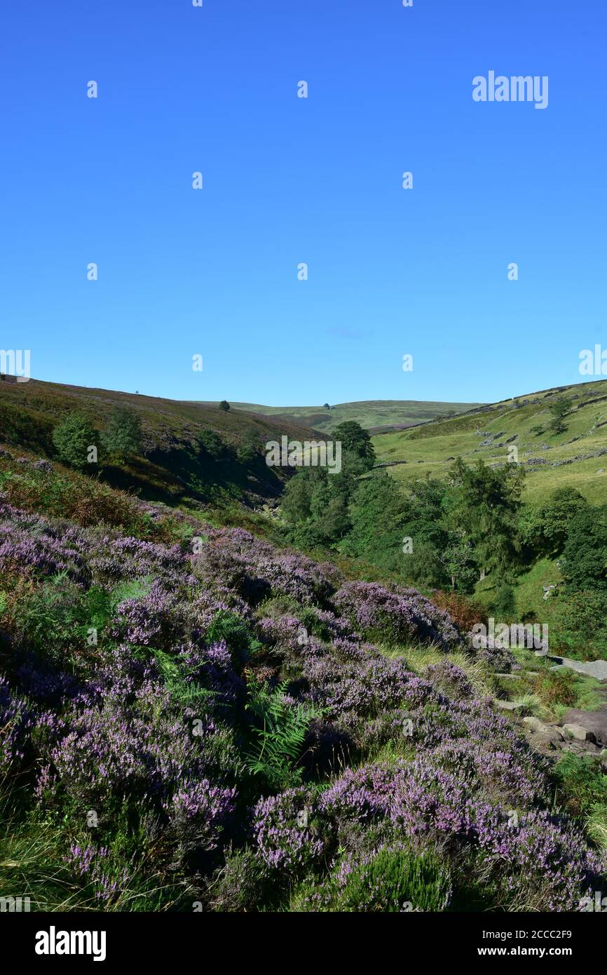 Heather on Haworth Moor, Bronte Country, Haworth Moor, West Yorkshire ...