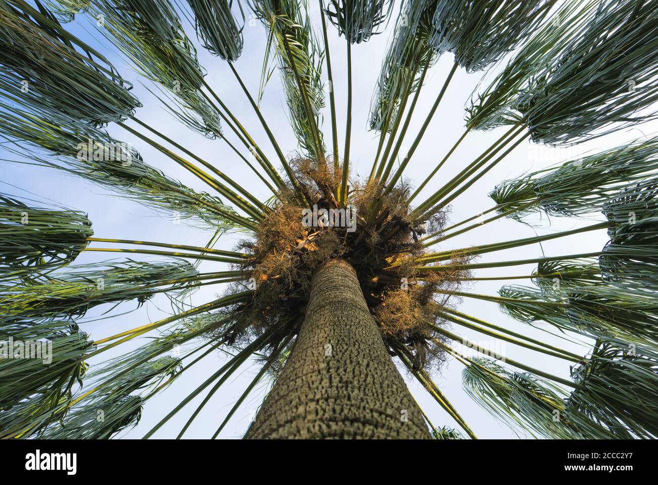 under a palm tree Stock Photo - Alamy