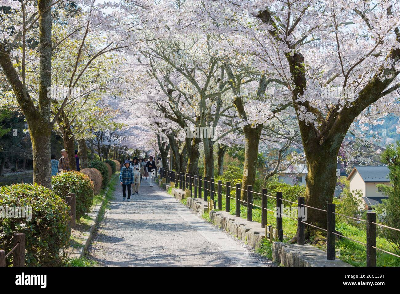 Kyoto, Japan - Apr 04 2020 - Philosopher's Walk (Tetsugaku-no-michi) in ...