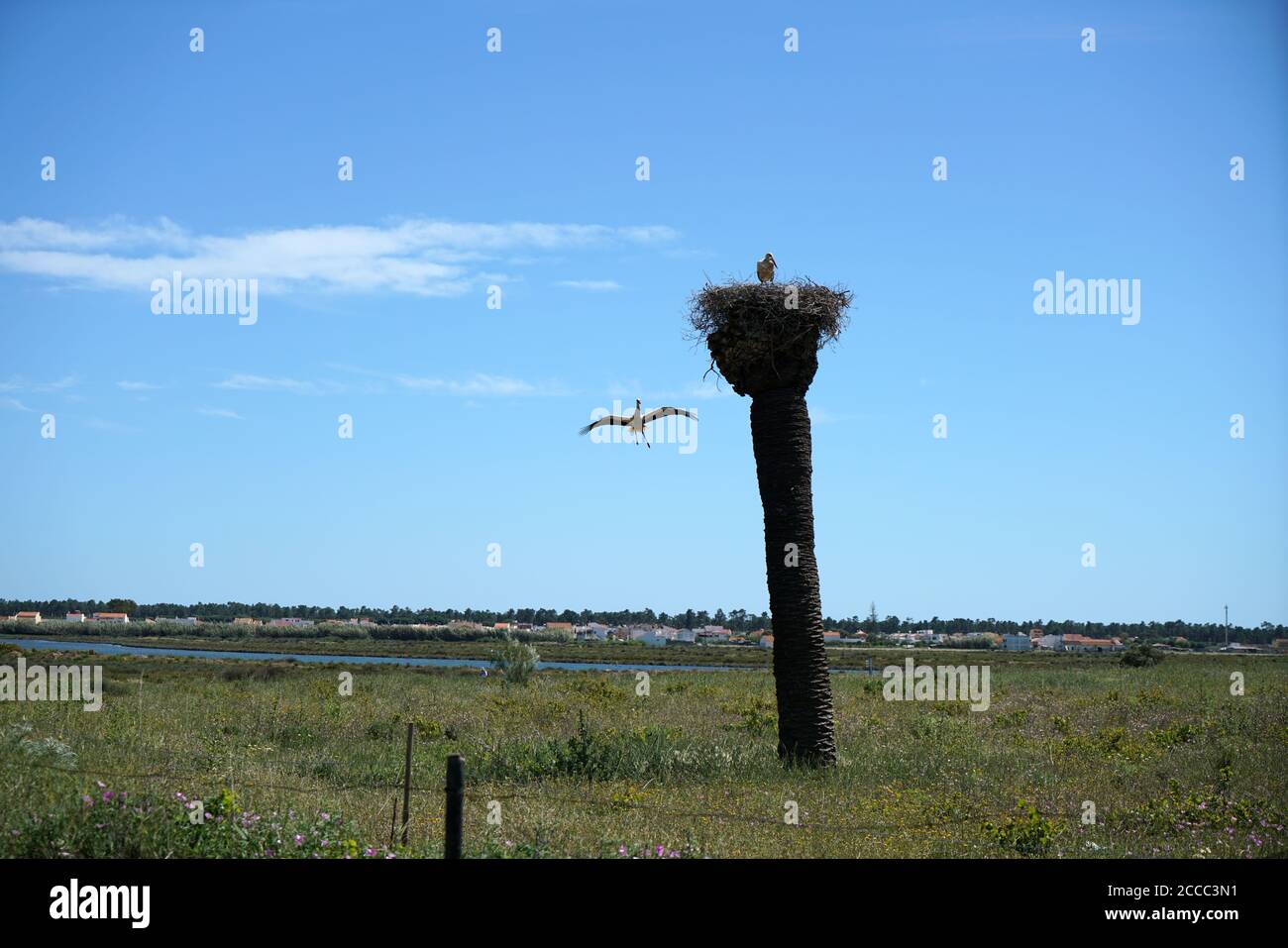 Bird approaching its nest on a column in a field Stock Photo - Alamy