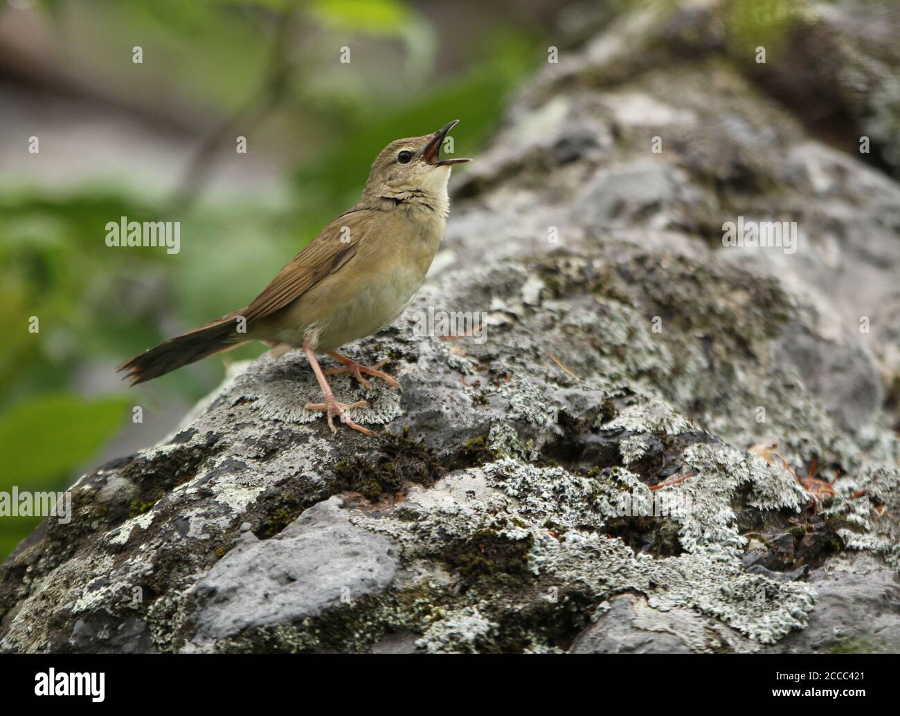 Singing male Chinese Bush Warbler (Locustella tacsanowskia) in Mongolia ...