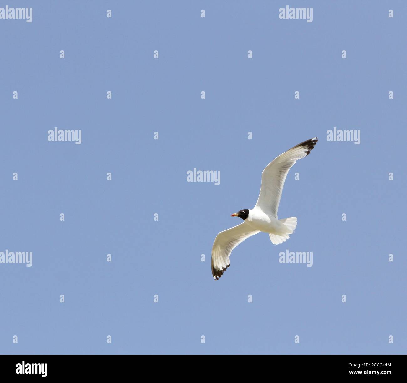 Ichthy hi-res stock photography and images - Alamy