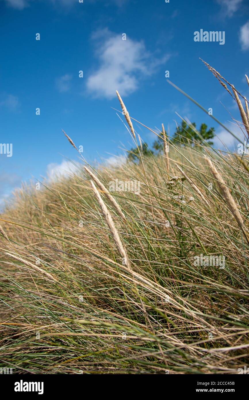Vertical shot of tall grasses on a hill with a clear sky background ...