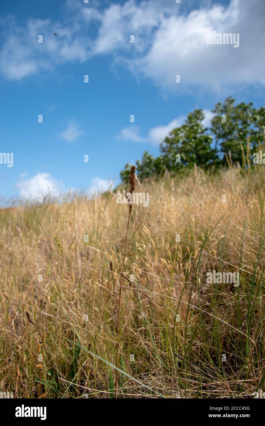 Vertical shot of tall grasses on a hill with a clear sky background ...