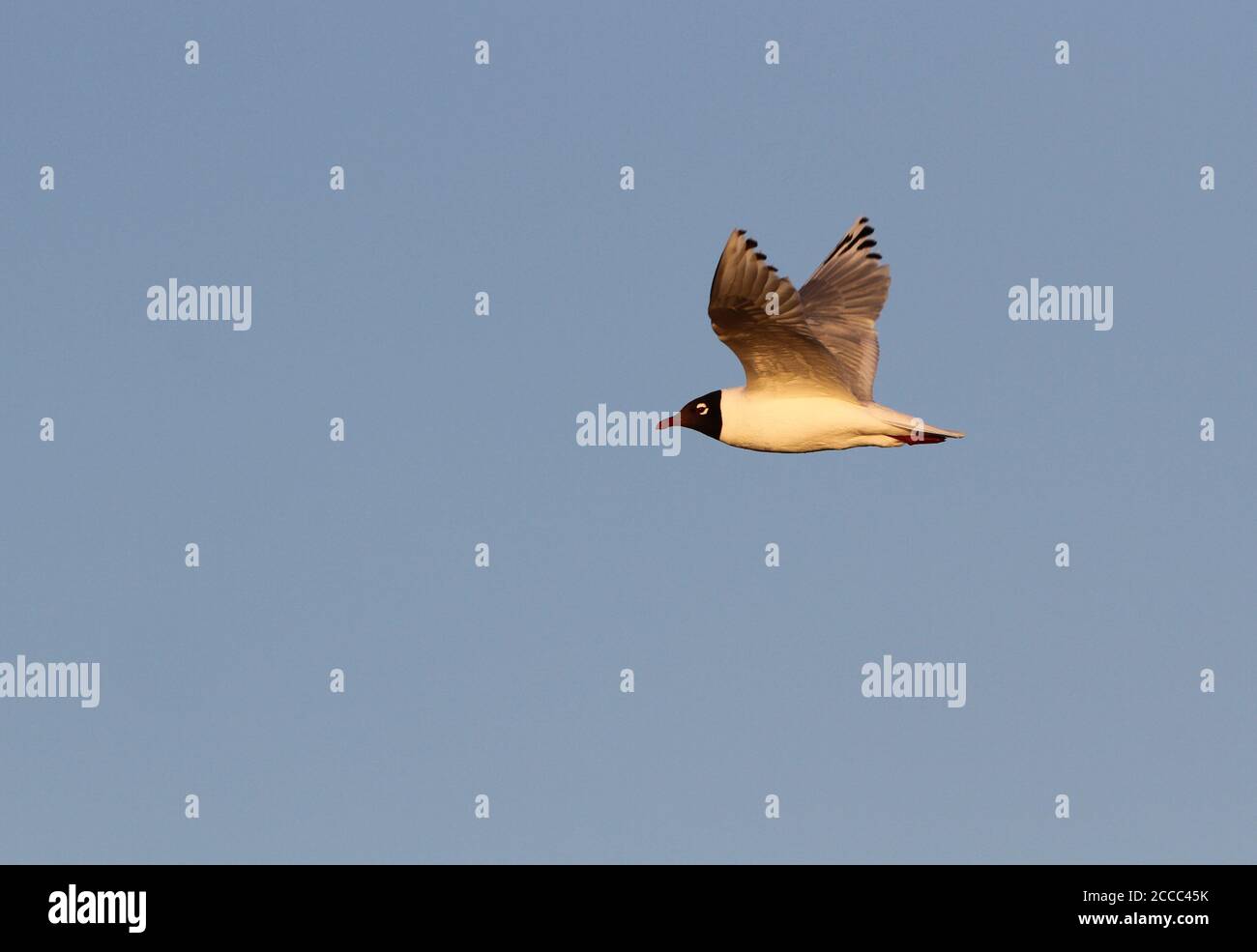 Relict Gull (Ichthyaetus relictus) adult in flight Stock Photo - Alamy