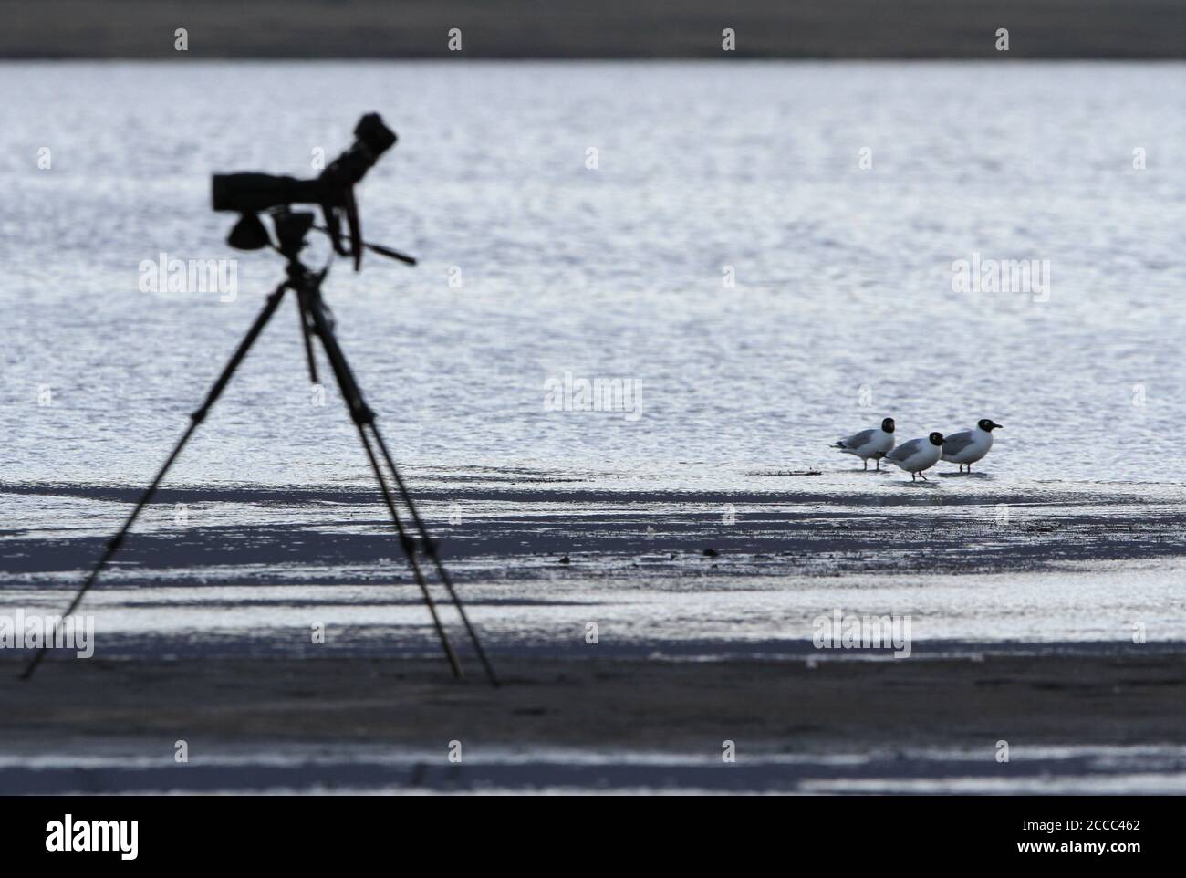 Relict Gull (Ichthyaetus relictus) adult birds perched near shoreline ...