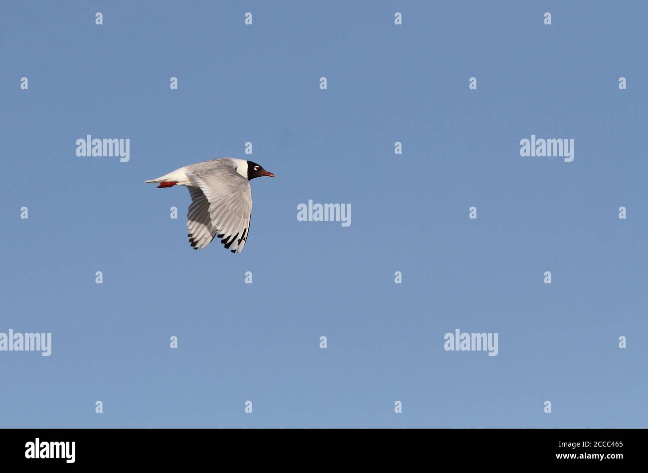 Relict gull ichthyaetus relictus adult hi-res stock photography and ...