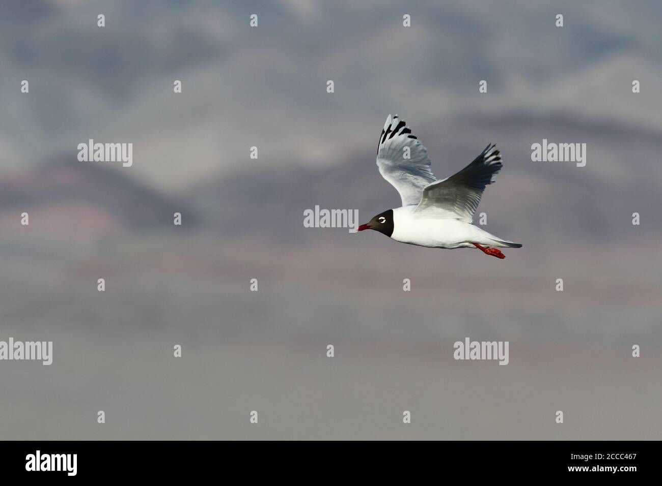Relict gull ichthyaetus relictus adult hi-res stock photography and ...