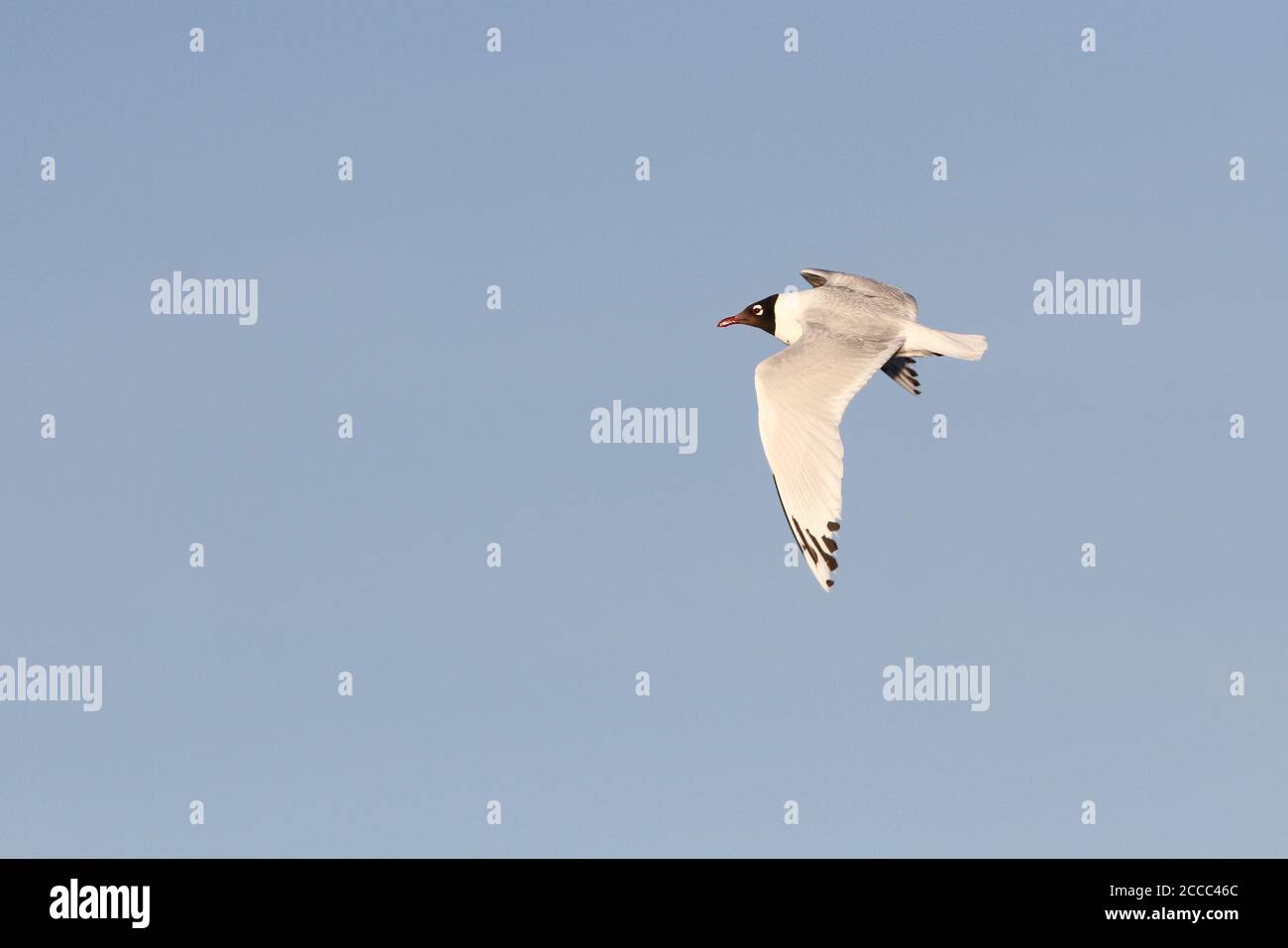 Relict Gull (Ichthyaetus relictus) adult in flight close-up Stock Photo ...