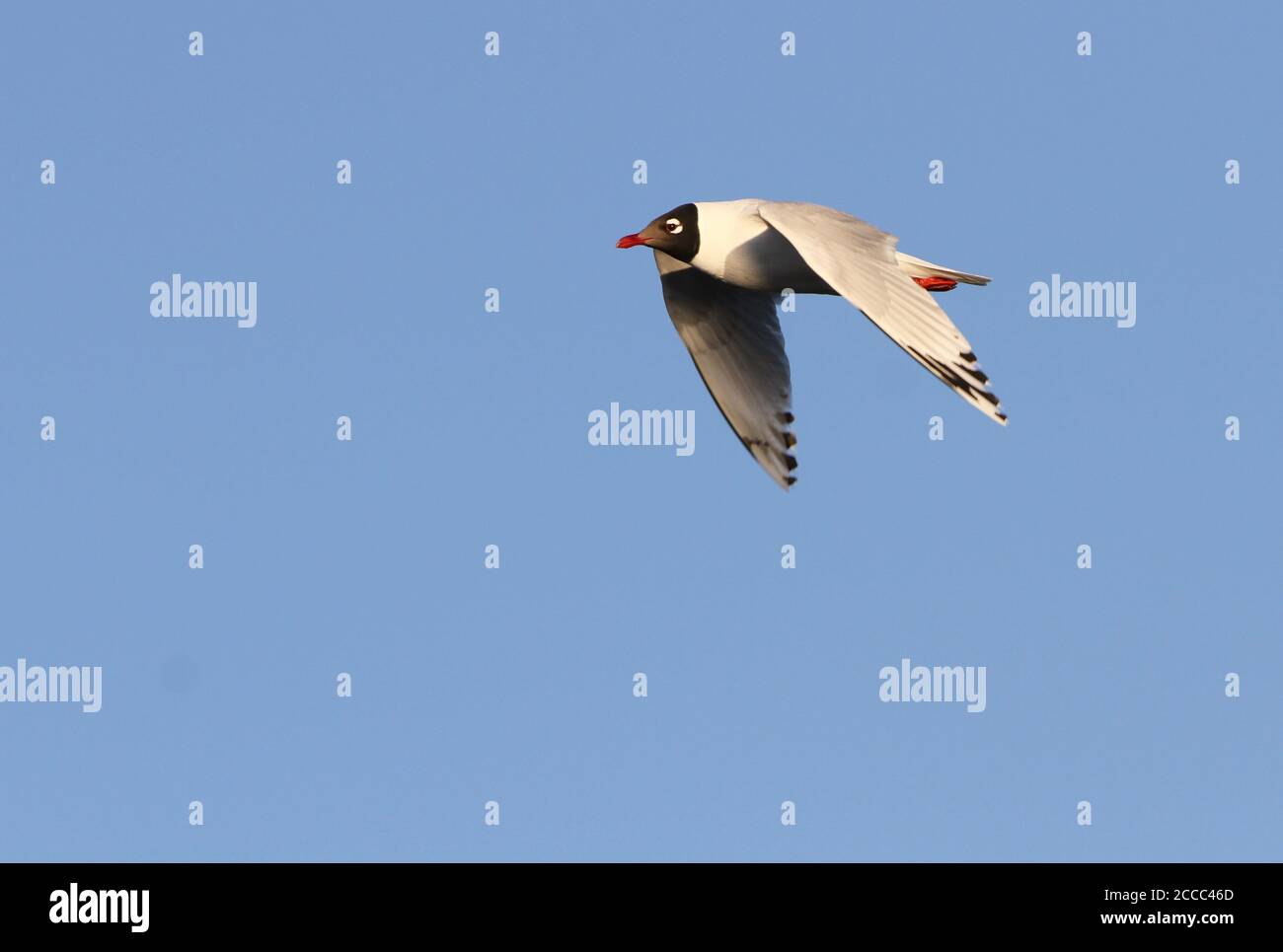 Relict Gull (Ichthyaetus relictus) adult in flight close-up Stock Photo ...