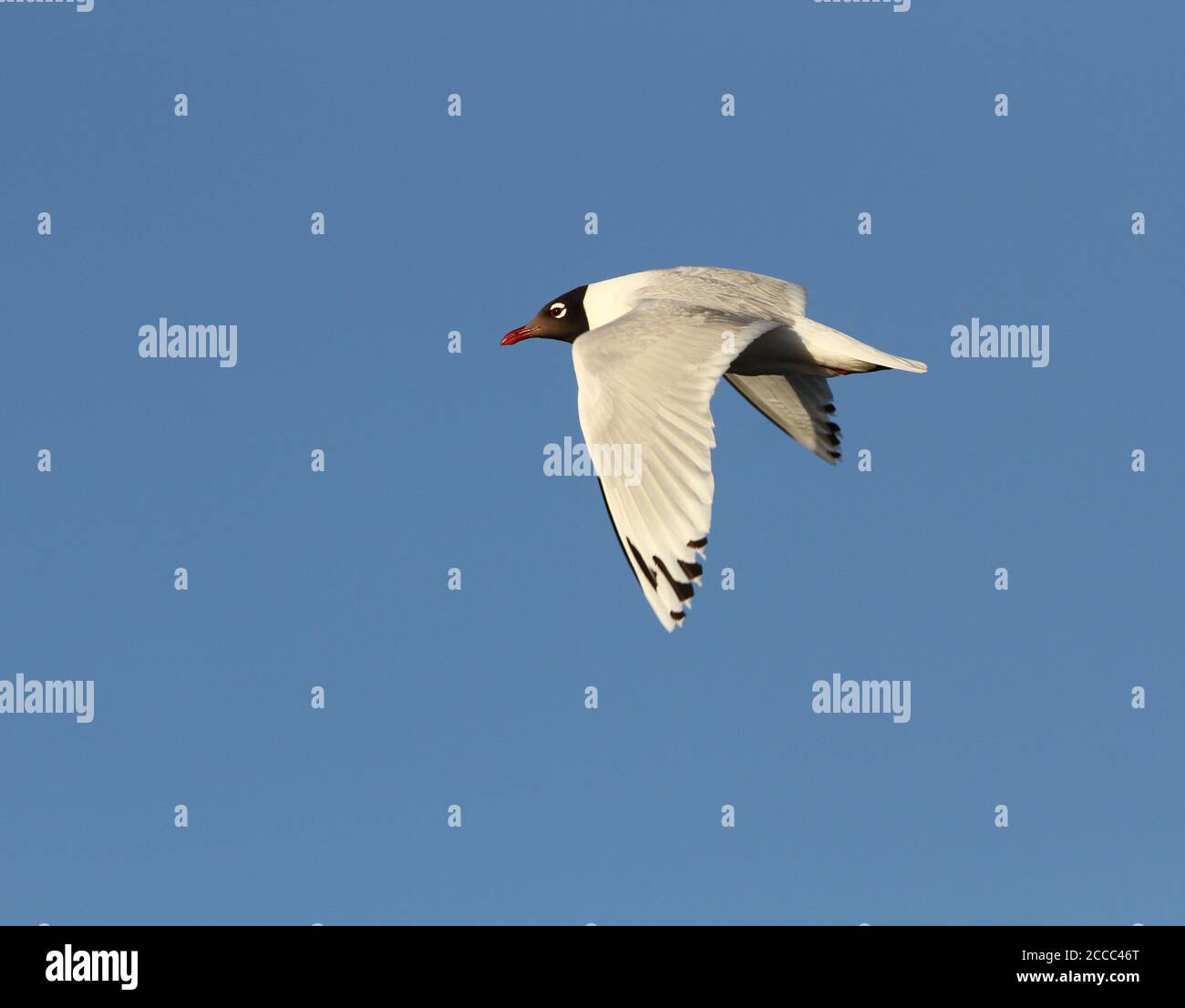 Relict gull ichthyaetus relictus adult hi-res stock photography and ...
