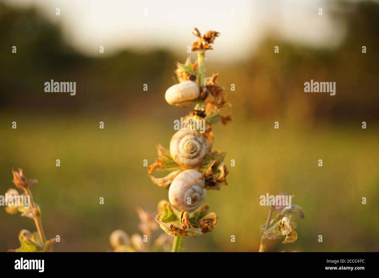Group of white snail shells sit on the stem of a plant in the garden ...