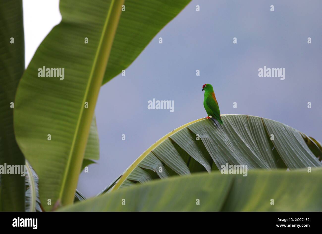 Great Hanging Parrot (Loriculus stigmatus), also called the Sulawesi or ...