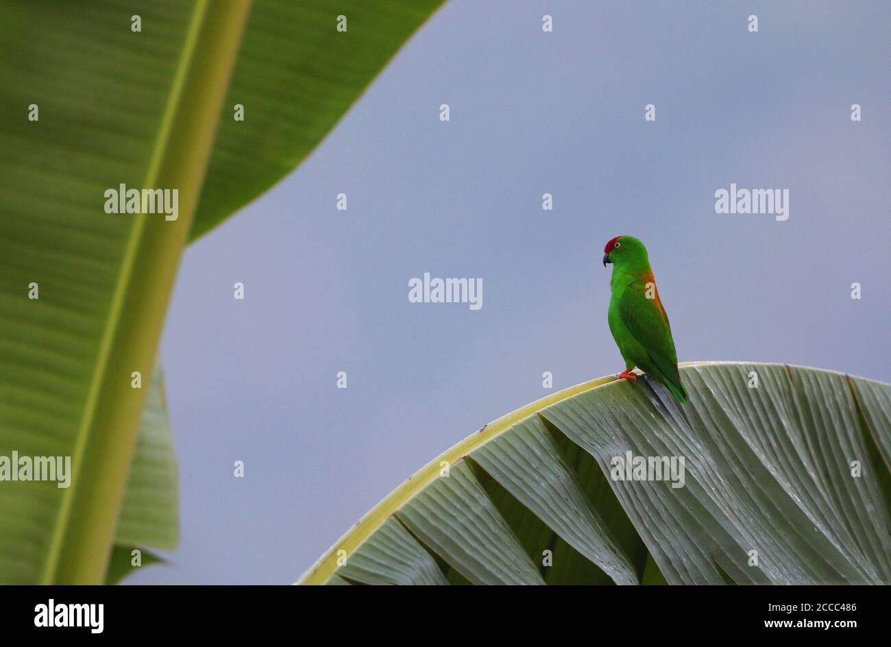 Great Hanging Parrot (Loriculus stigmatus), also called the Sulawesi or ...