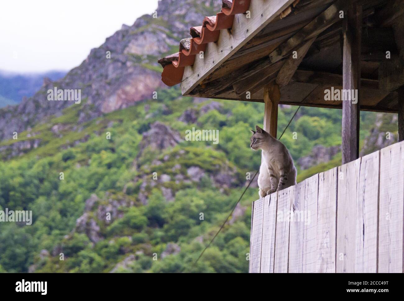 Cat sitting in a pavilion on mountain background Stock Photo - Alamy