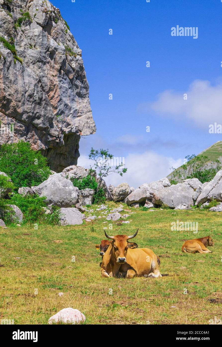 Vertical shot of a brown cow lying on green grass in mountains Stock ...