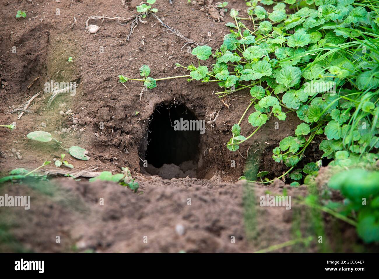 Rabbit hole hi-res stock photography and images - Alamy
