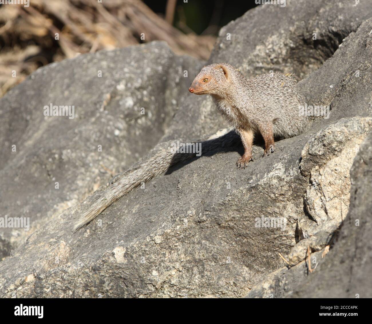 Indian grey mongoose or Common grey mongoose (Herpestes edwardsi) in ...