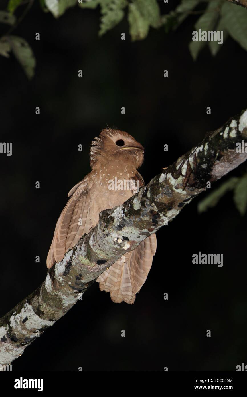Large Frogmouth (Batrachostomus auritus) perched on a branch during the ...